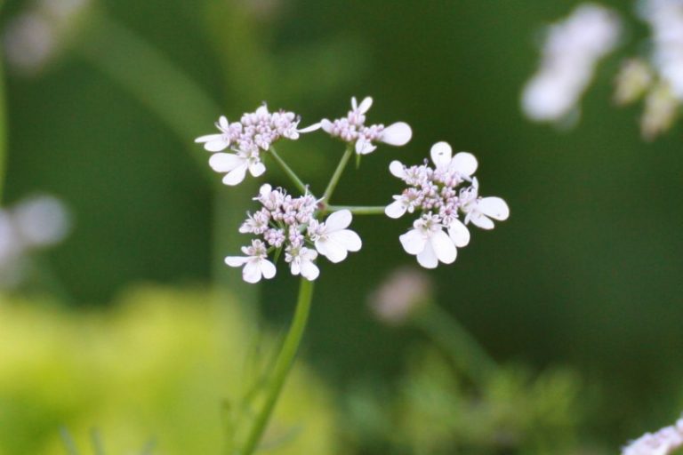 Semer de la coriandre pour assaisonner vos plats – Mon Bio Jardin