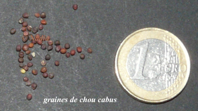 Planter et récolter des choux pommés ou cabus – Mon Bio Jardin