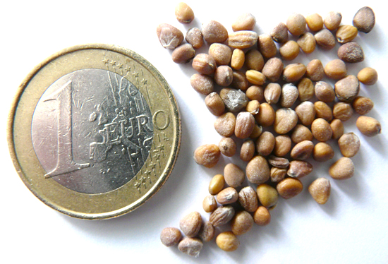 Graines bio : acheter des semences biologiques ou faire ses propres ...