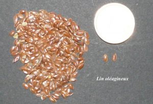 Semer et récolter du lin – Mon Bio Jardin