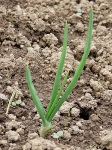 Planter des oignons blancs – Mon Bio Jardin