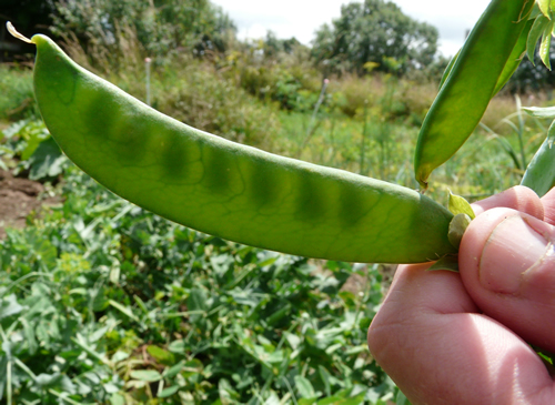 Semer des petits pois – Mon Bio Jardin