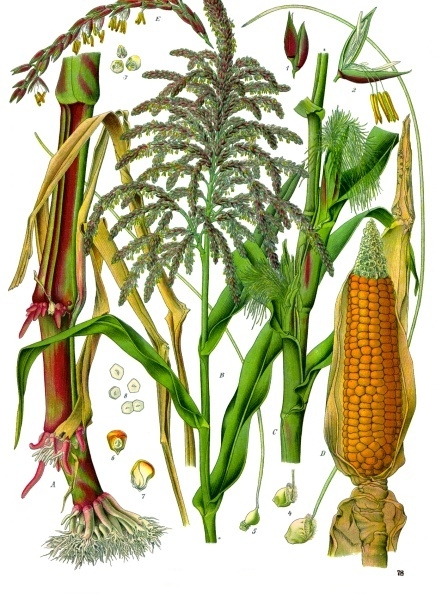 Semer et récolter des épis de maïs – Mon Bio Jardin
