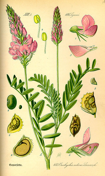 Semer du sainfoin comme engrais vert – Mon Bio Jardin
