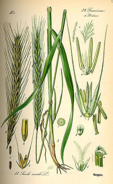 Semer et récolter du seigle – Mon Bio Jardin