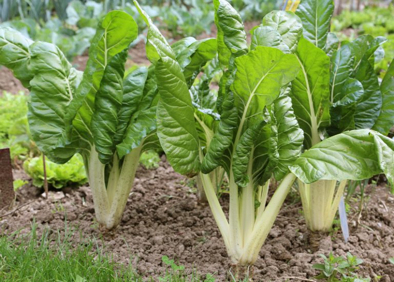 Semer ou planter des blettes (ou bettes à cardes ou poirée) – Mon Bio ...