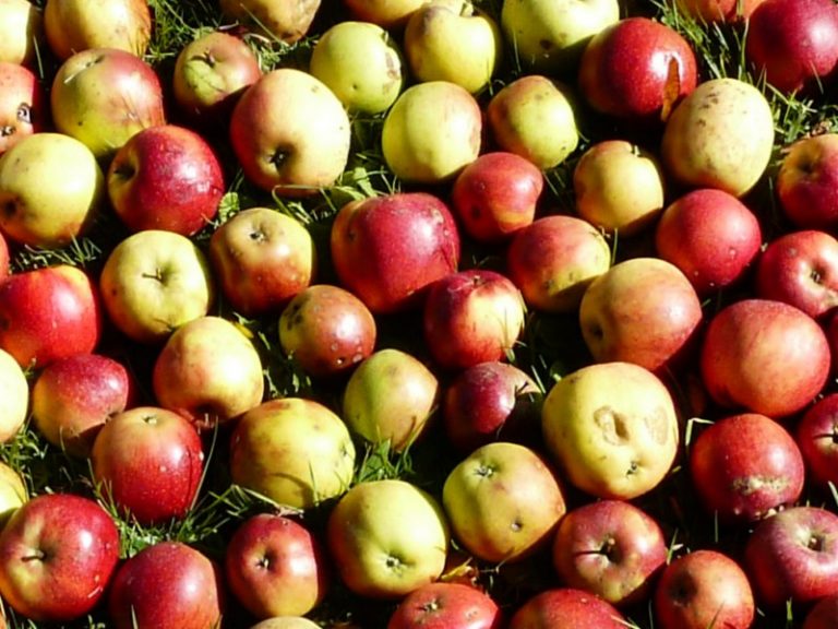 Les pommes du verger – Mon Bio Jardin