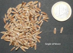 Semer et récolter du seigle – Mon Bio Jardin